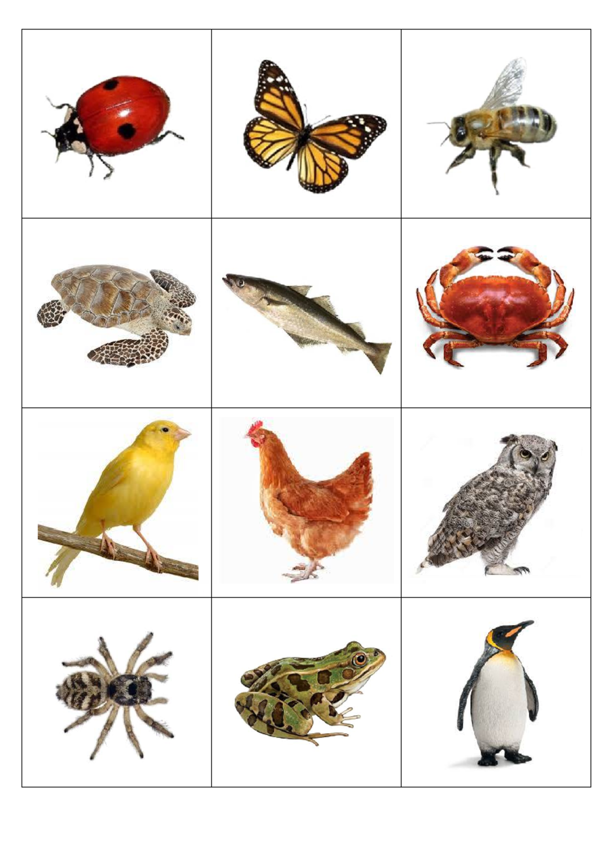 Ovipare ou Vivipare - OVIPARE, dont la femelle pond des œufs. Un animal ...