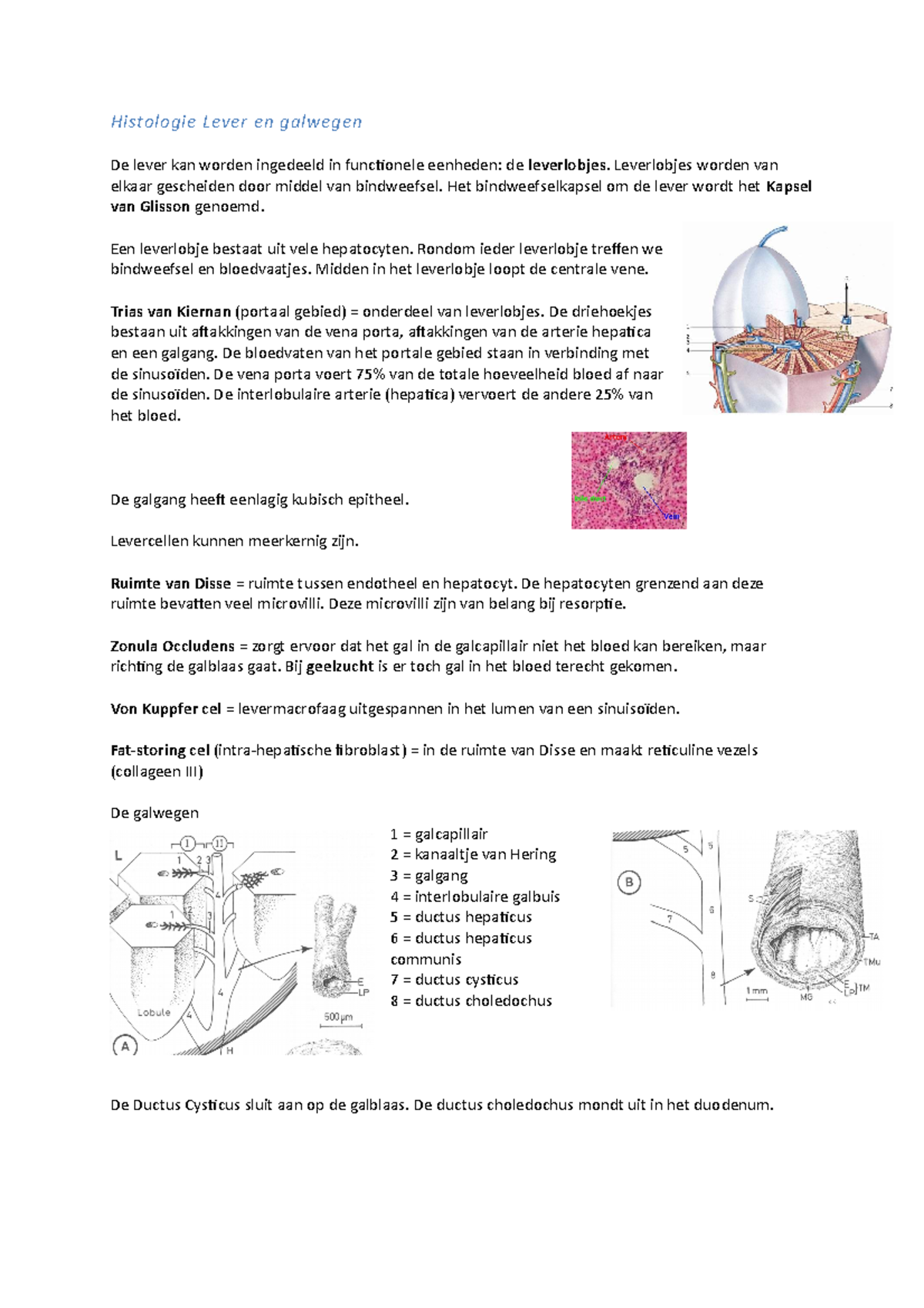 Histologie Lever en galwegen - Leverlobjes worden van elkaar gescheiden ...
