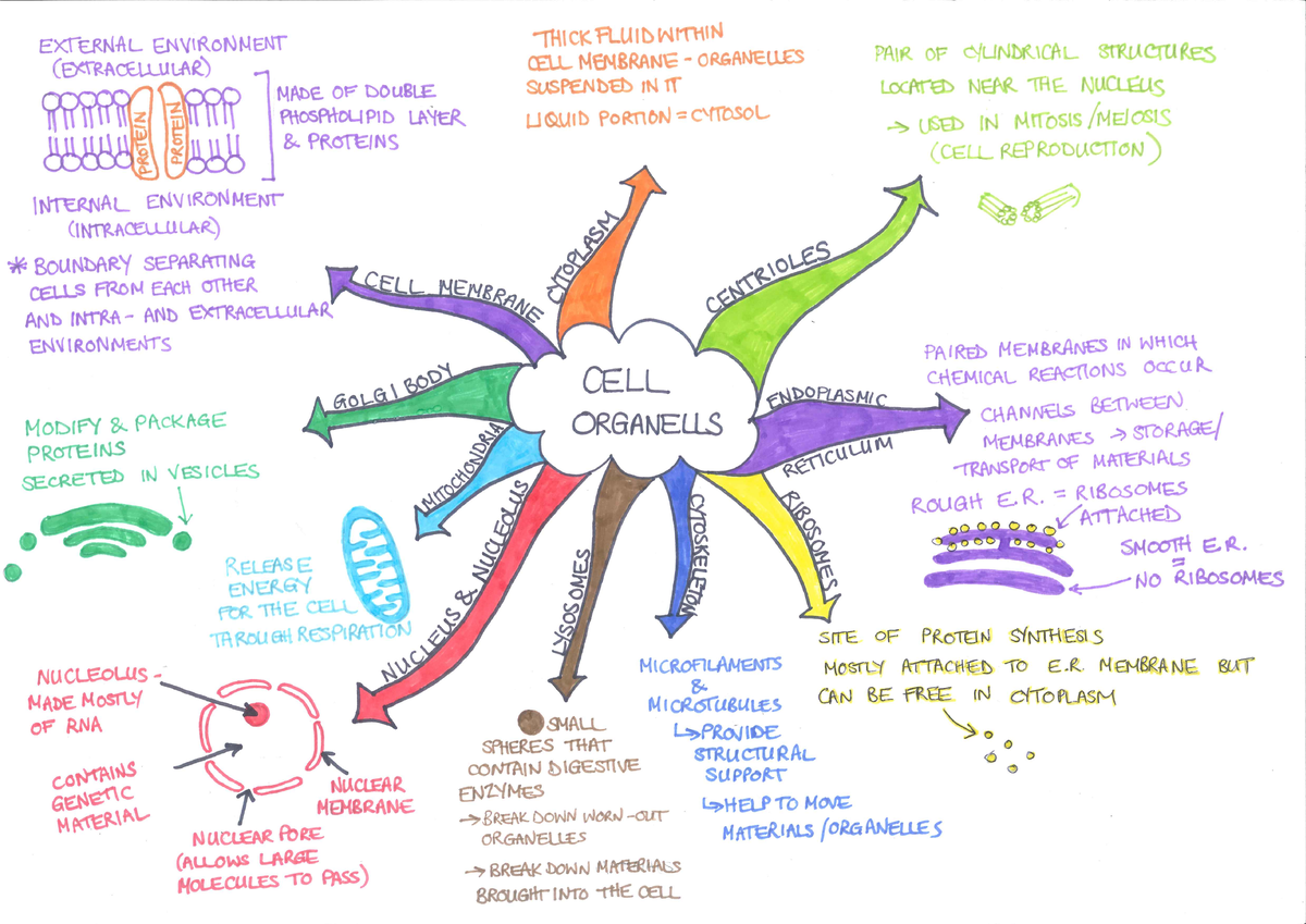 Cell organelle mind map - EXTERNAL ENVIRONMENT THICK FLUIDWITHIN ...