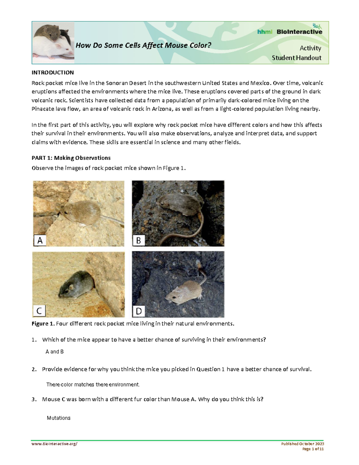 Cells Mouse Color-Student HO-act - BioInteractive/ Published October ...
