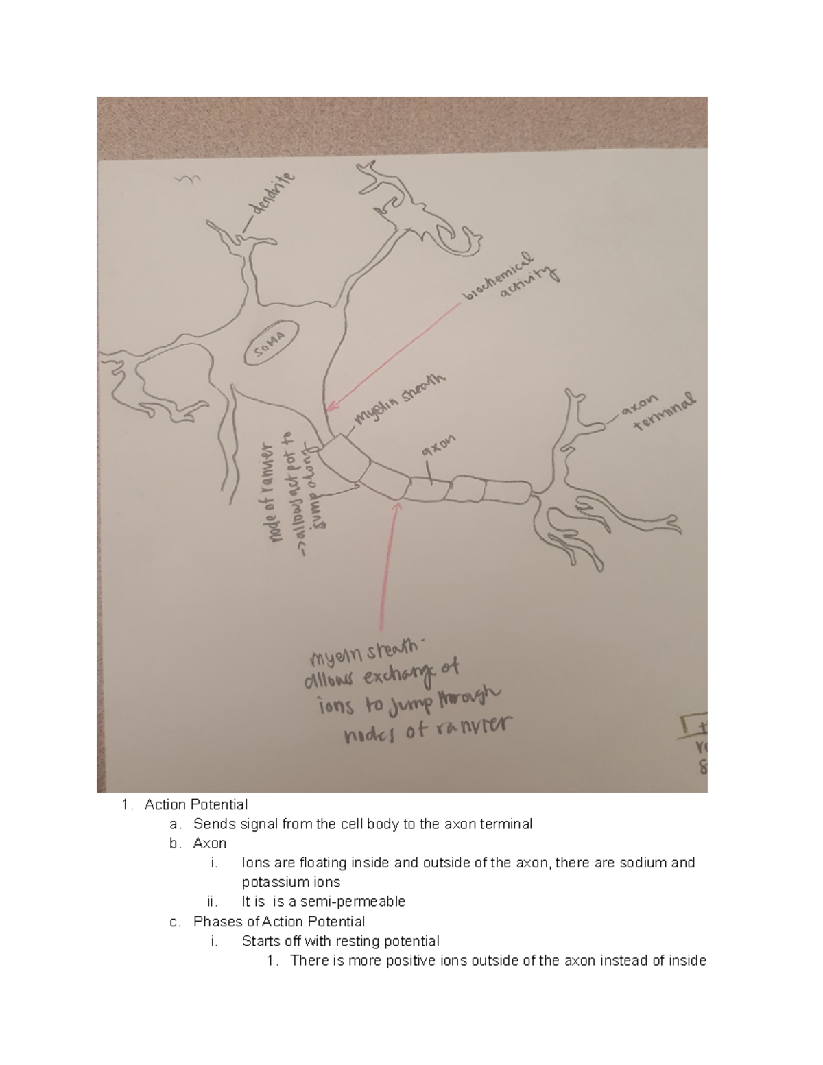 Chapter 2 Action Potential - 1. Action Potential a. Sends signal from ...