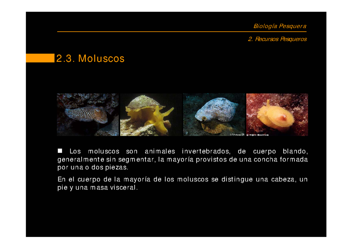 Moluscos - Biología Pesquera 2. Recursos Pesqueros 2. Moluscos Los ...