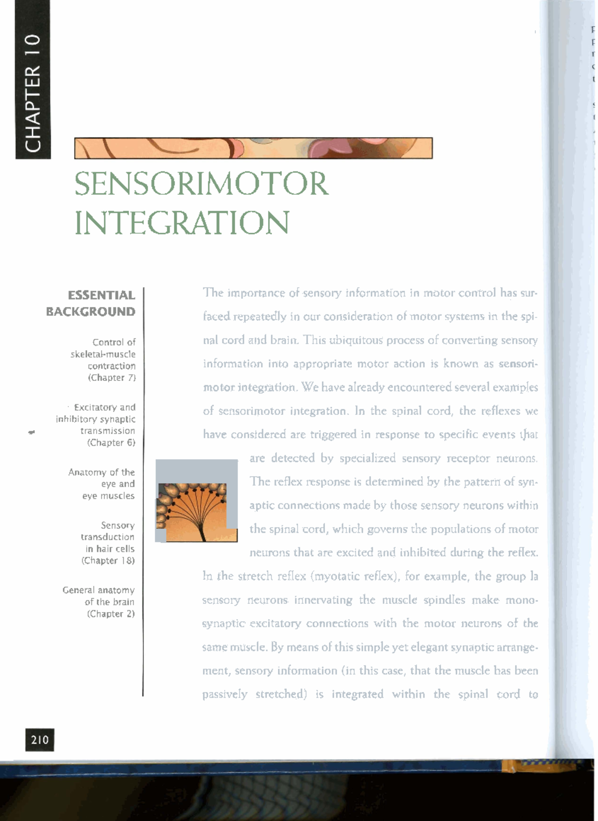 Sensorimotor Integration Sensorimotor Integration Essential Background Control Of Skeletal