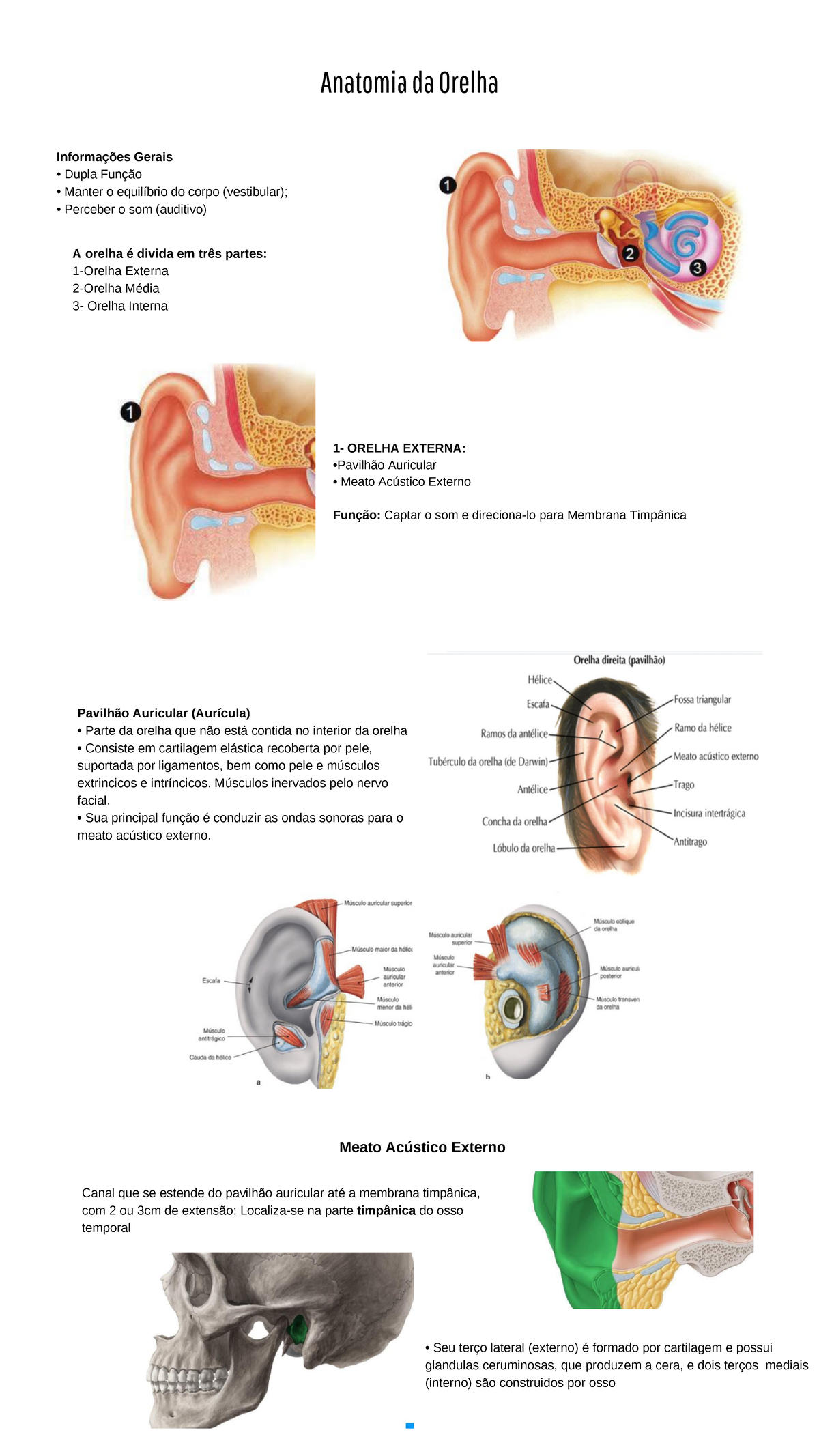Anatomia da Orelha - Anatomia da Orelha Informações Gerais Dupla Função ...
