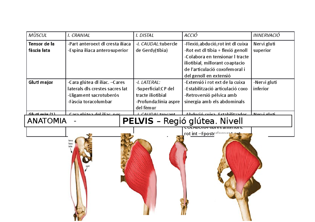 Pelvis(regió glutea superficial) - MÙSCUL I. CRANIAL I. DISTAL ACCIÓ ...