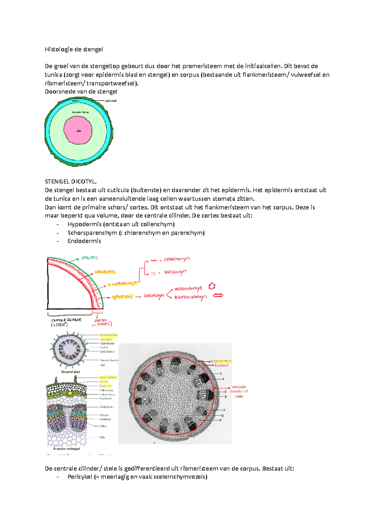 Histologie de stengel - Dit bevat de tunica (zorgt voor epidermis blad ...