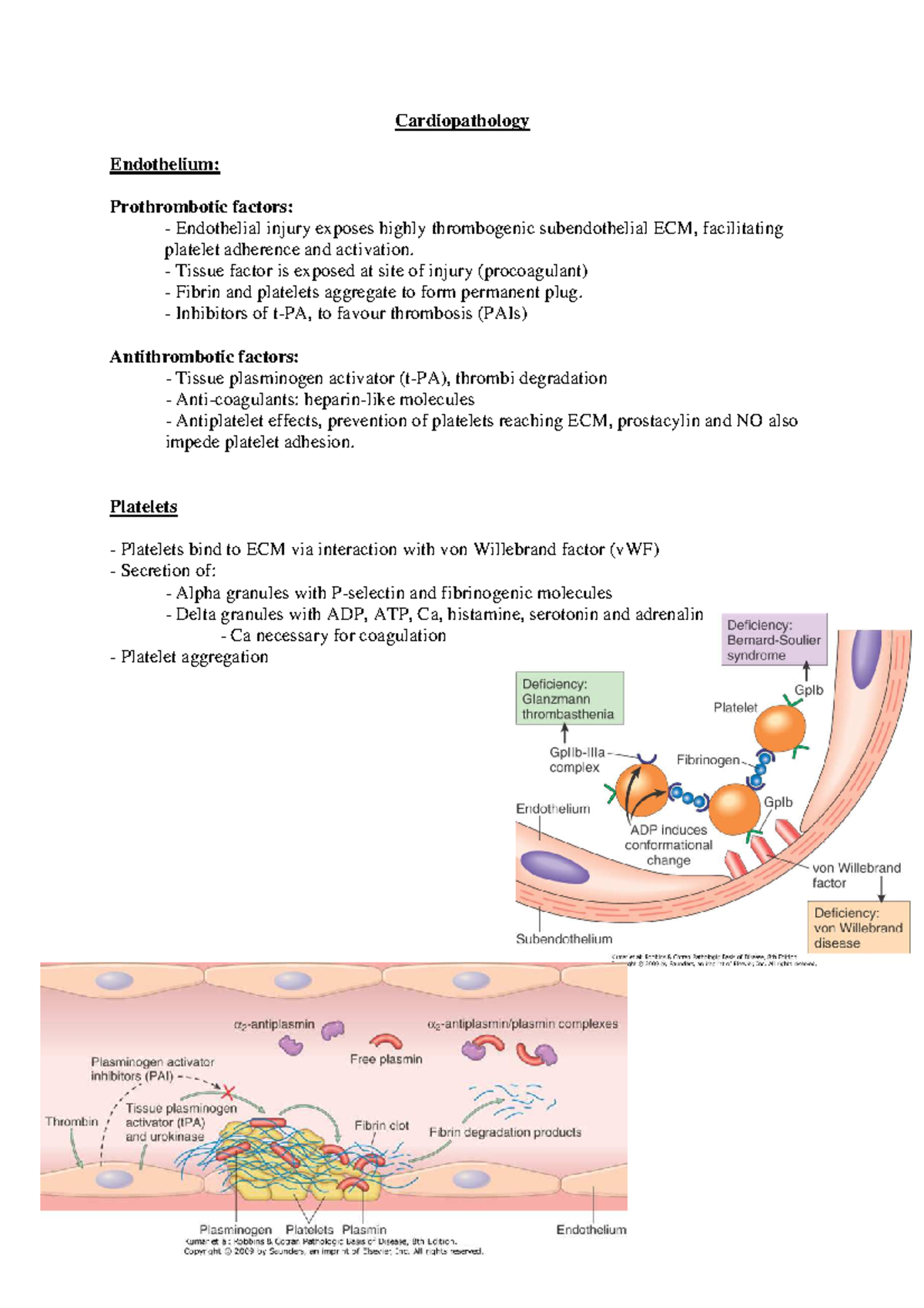 Summary Human Pathology: Cardiopathology - Cardiopathology Endothelium ...