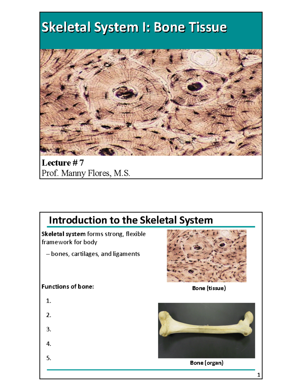 Lecture 07 - Bone Tissue - 0 Skeletal System I: Bone Tissue Lecture # 7 ...