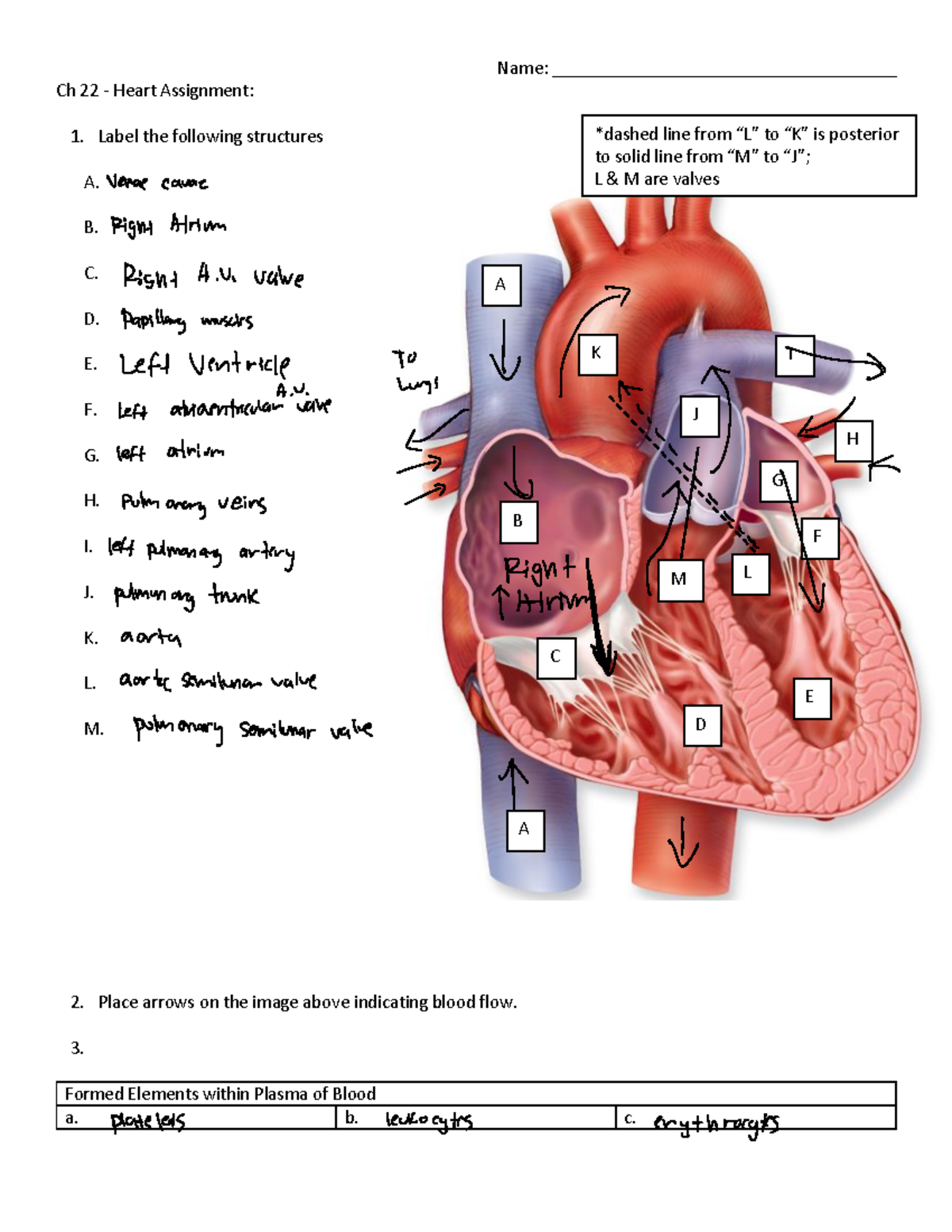 Heart+Activity - Heart+Activity - A A G I J D B K L E C F H M Name ...