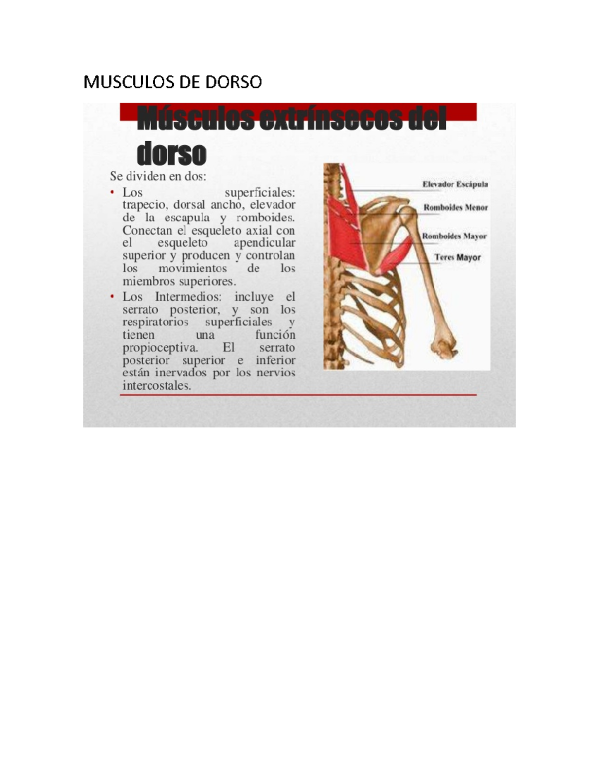 Musculos DE Dorso - MUSCULOS DE DORSO Músculos extrínsecos ...