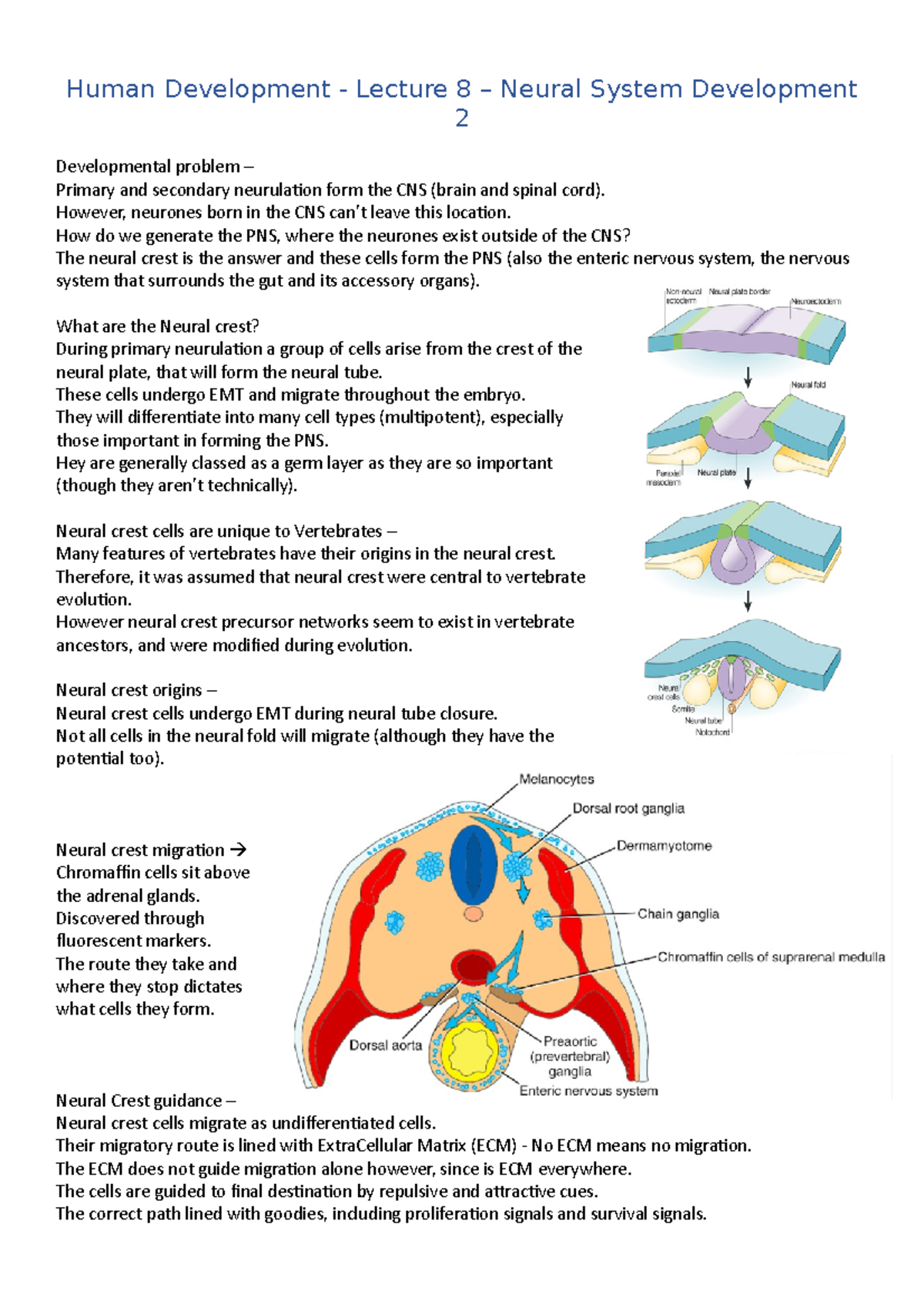 Human Development, Organogenesis and Anatomy Lecture 8 - Human ...