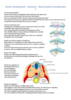 Human Development, Organogenesis and Anatomy Lecture 6 - Human ...