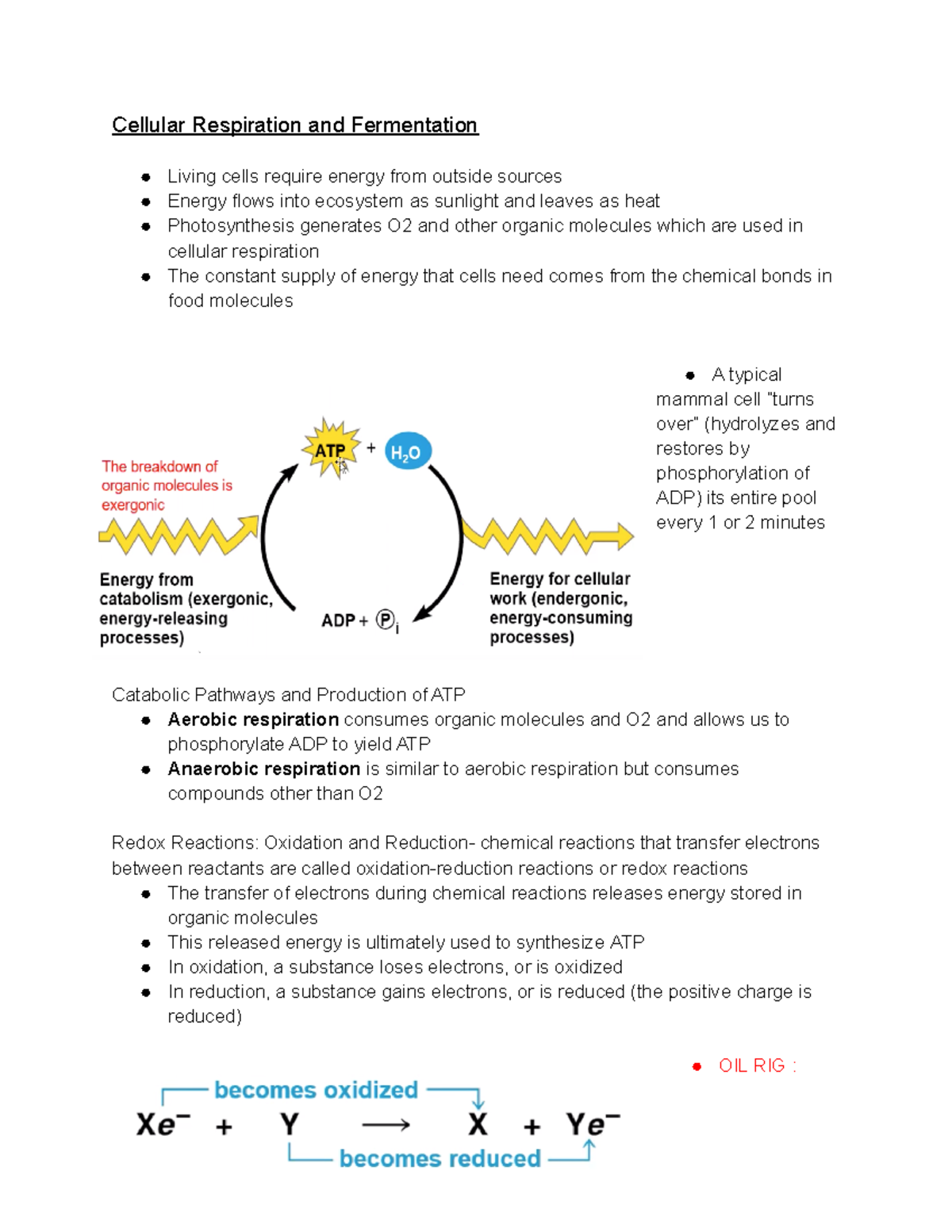Chapter 9 Cellular Respiration - Cellular Respiration and Fermentation ...