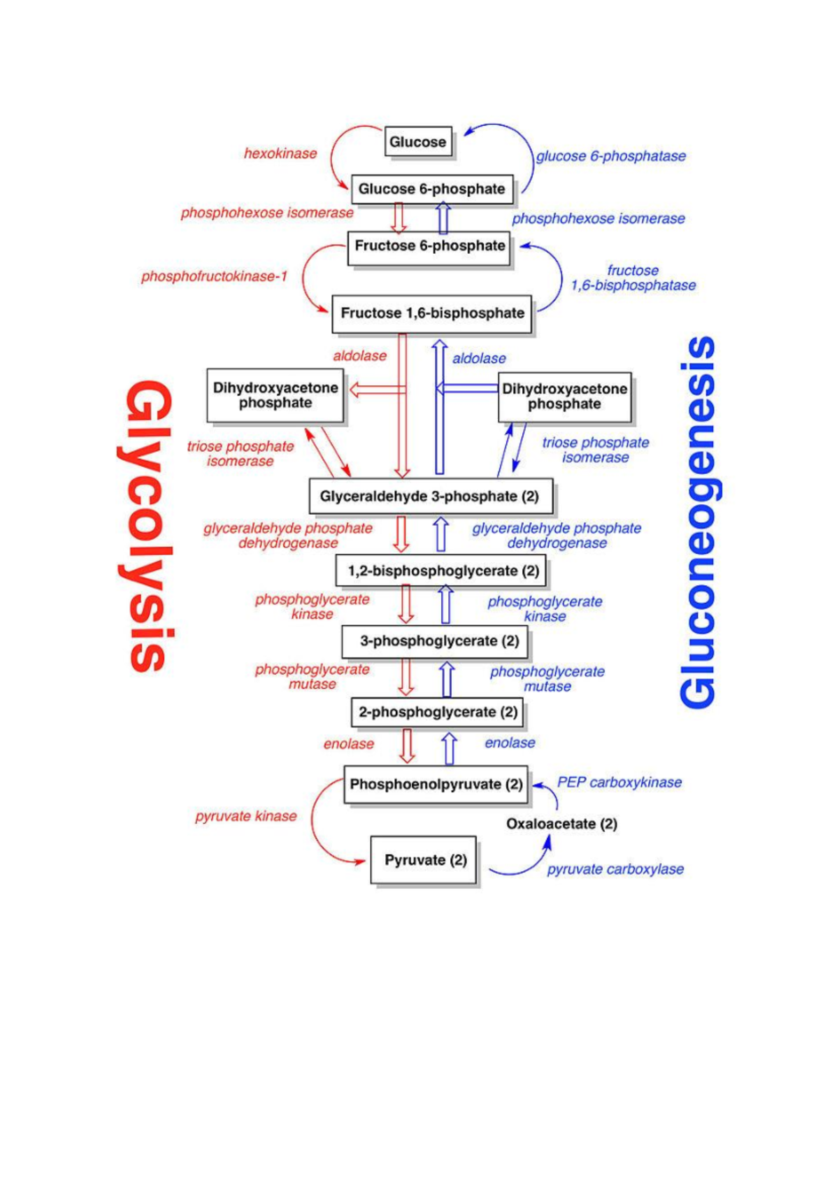 BC2002 Glycolysis and gluconeogenesis - Principles of Metabolic ...