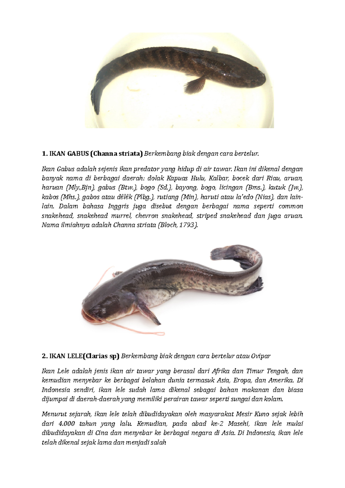 10 NAMA IKAN YANG BISA DI Makan - IKAN GABUS (Channa striata ...