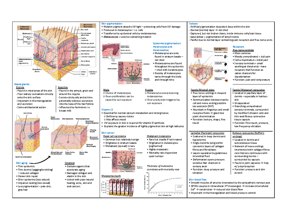 MM2 - Mind map summary of skin module - part 2 - Sweat glands Eccrine ...