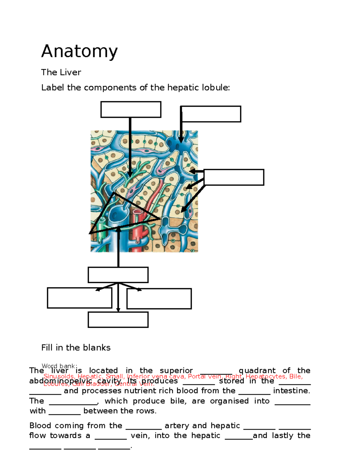 HUBS192 GI Worksheet for Gastrointestinal module - Anatomy The Liver ...