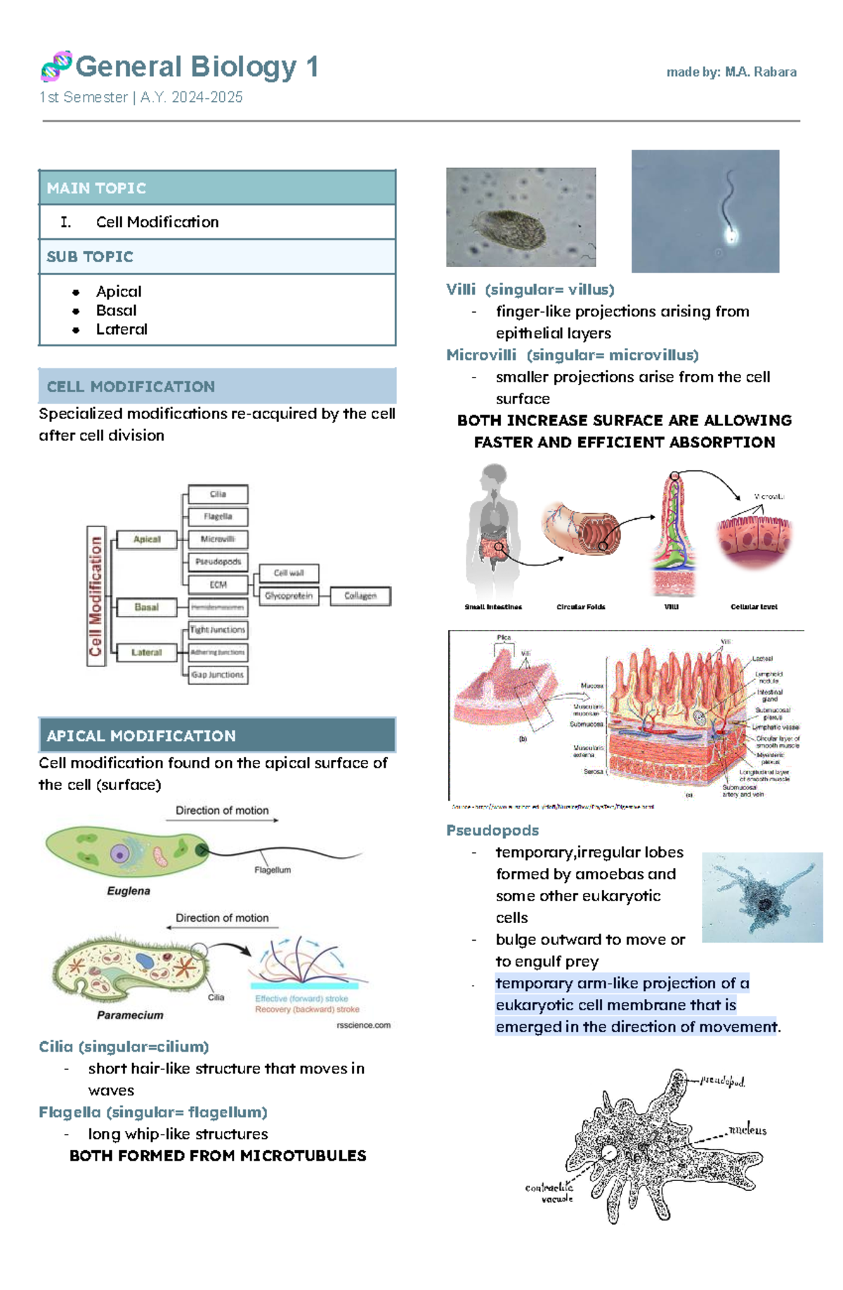 Cell Modification - 🧬General Biology 1 made by: M. Rabara 1st Semester ...