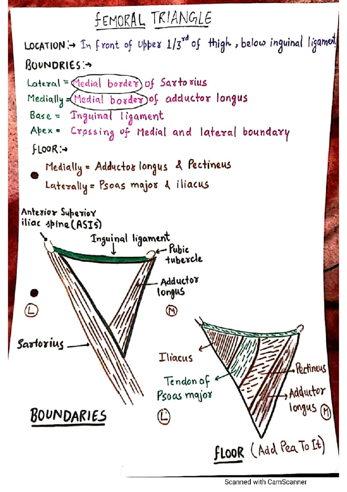 Medical my life (Lower Limb notes🦵) - internal medicine - Studocu