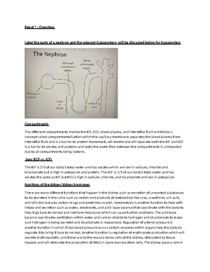 Renal 2 - Blood flow & nephron - Reference reading Seeley Ch. Jesika S ...