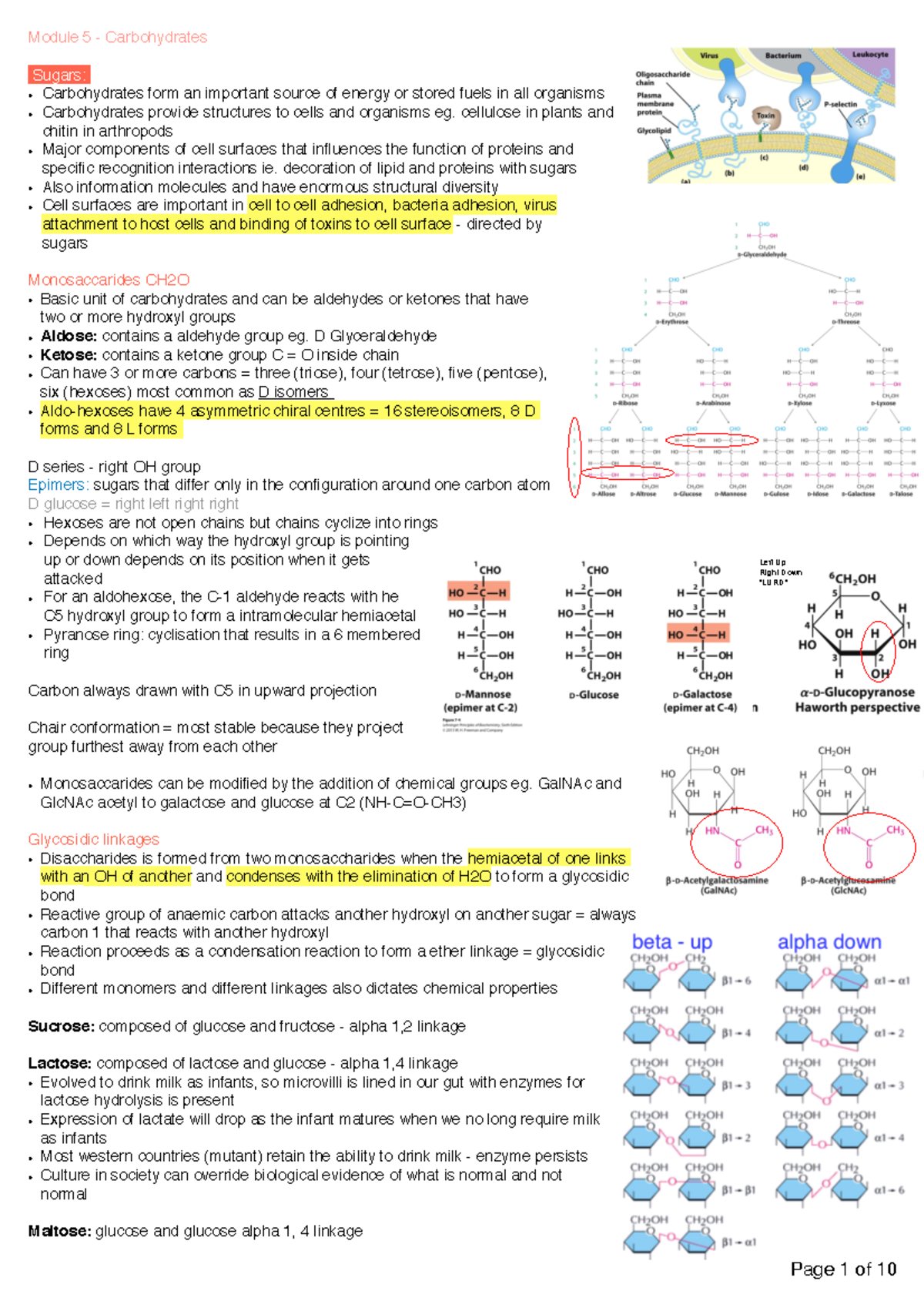 Biochem TEST 2 - NOTES AND TUTORIAL WORK - Module 5 - Carbohydrates ...
