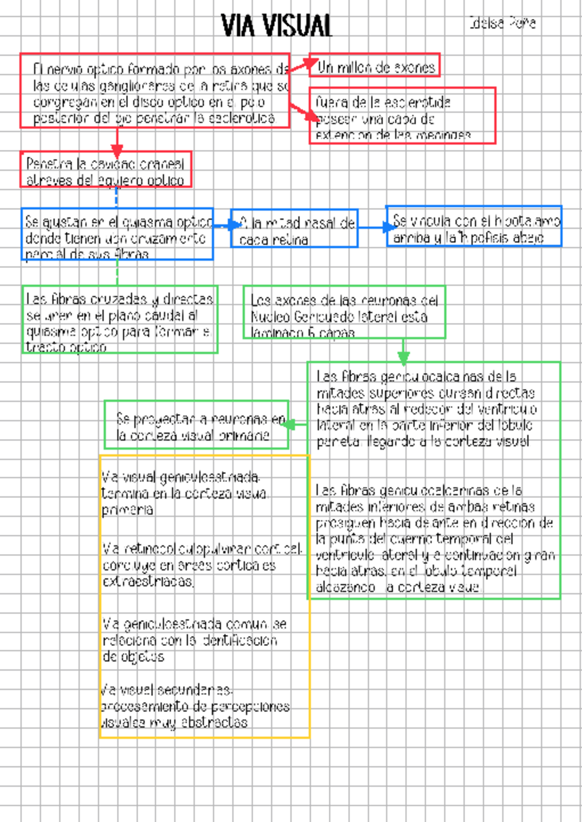 Via Visual - Estudien - NEUROANATOMIA - Studocu