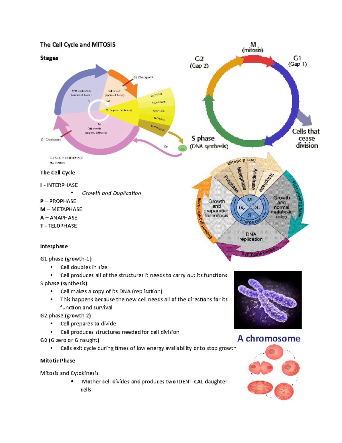 The Cell Cycle and Mitosis - The Cell Cycle and MITOSIS Stages The Cell ...