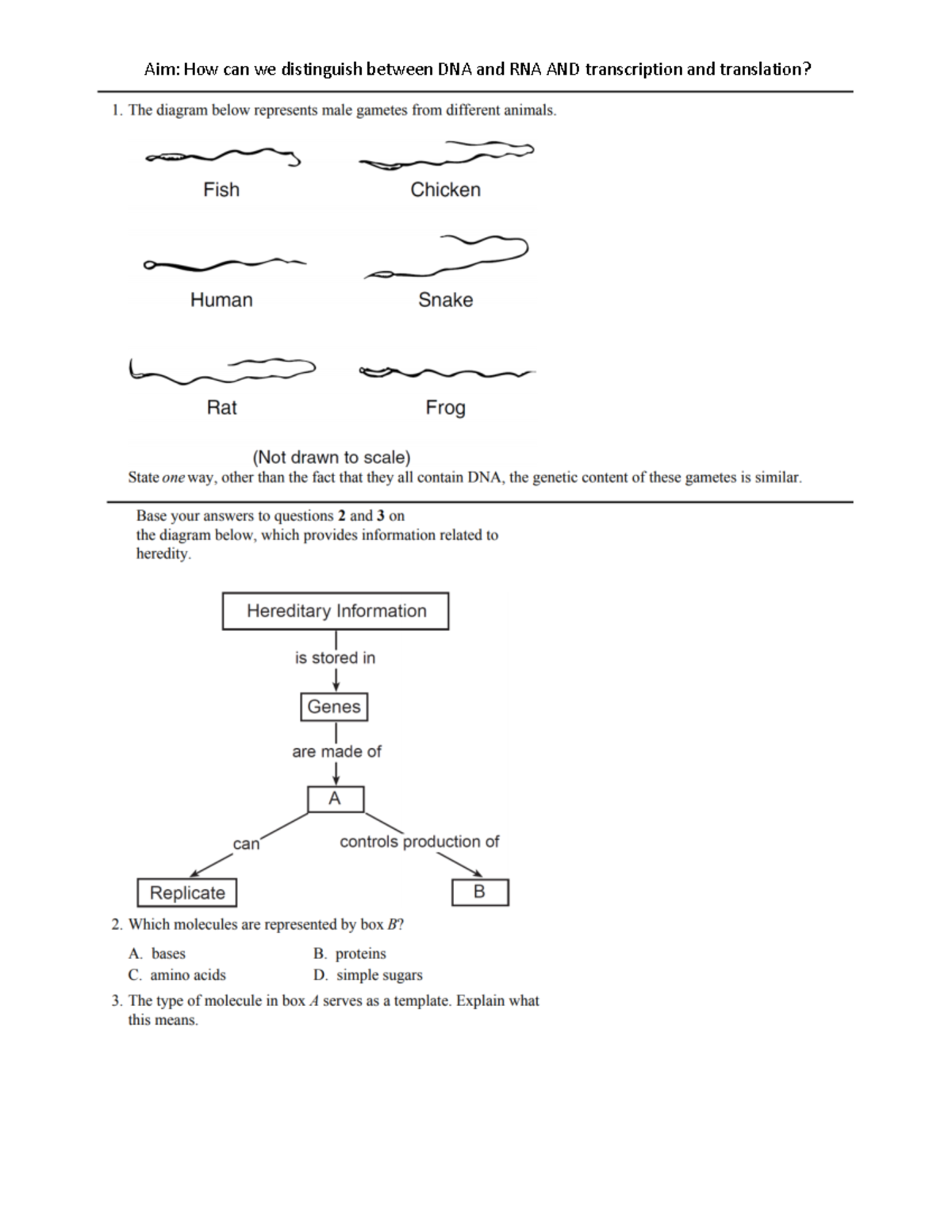 6 - DNA RNA Transcription and Translation - EECE 311 - Aim: How can we distinguish between DNA ...