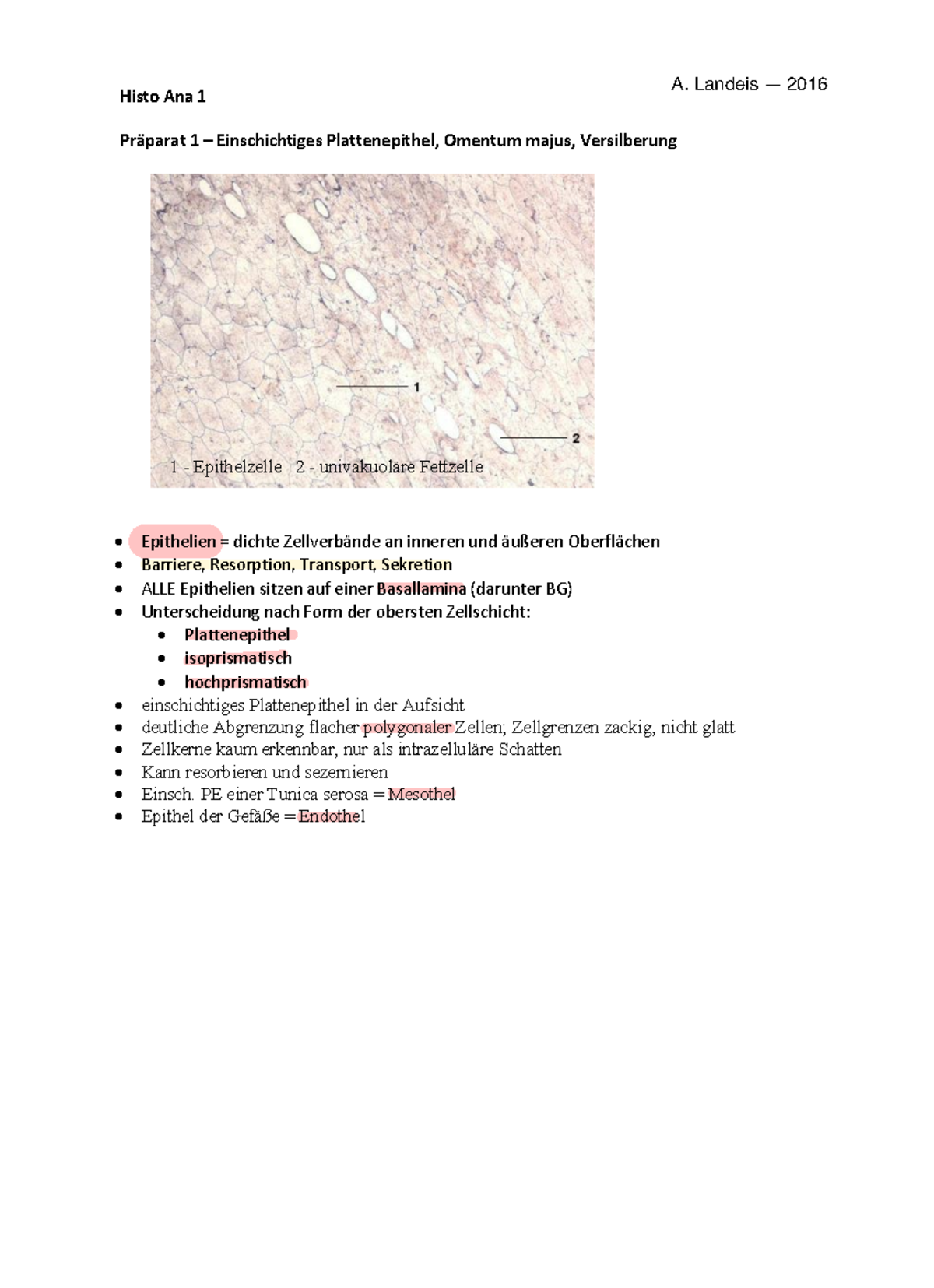 Histo 1 - Histo Ana 1 Präparat 1 – Einschichtiges Plattenepithel ...