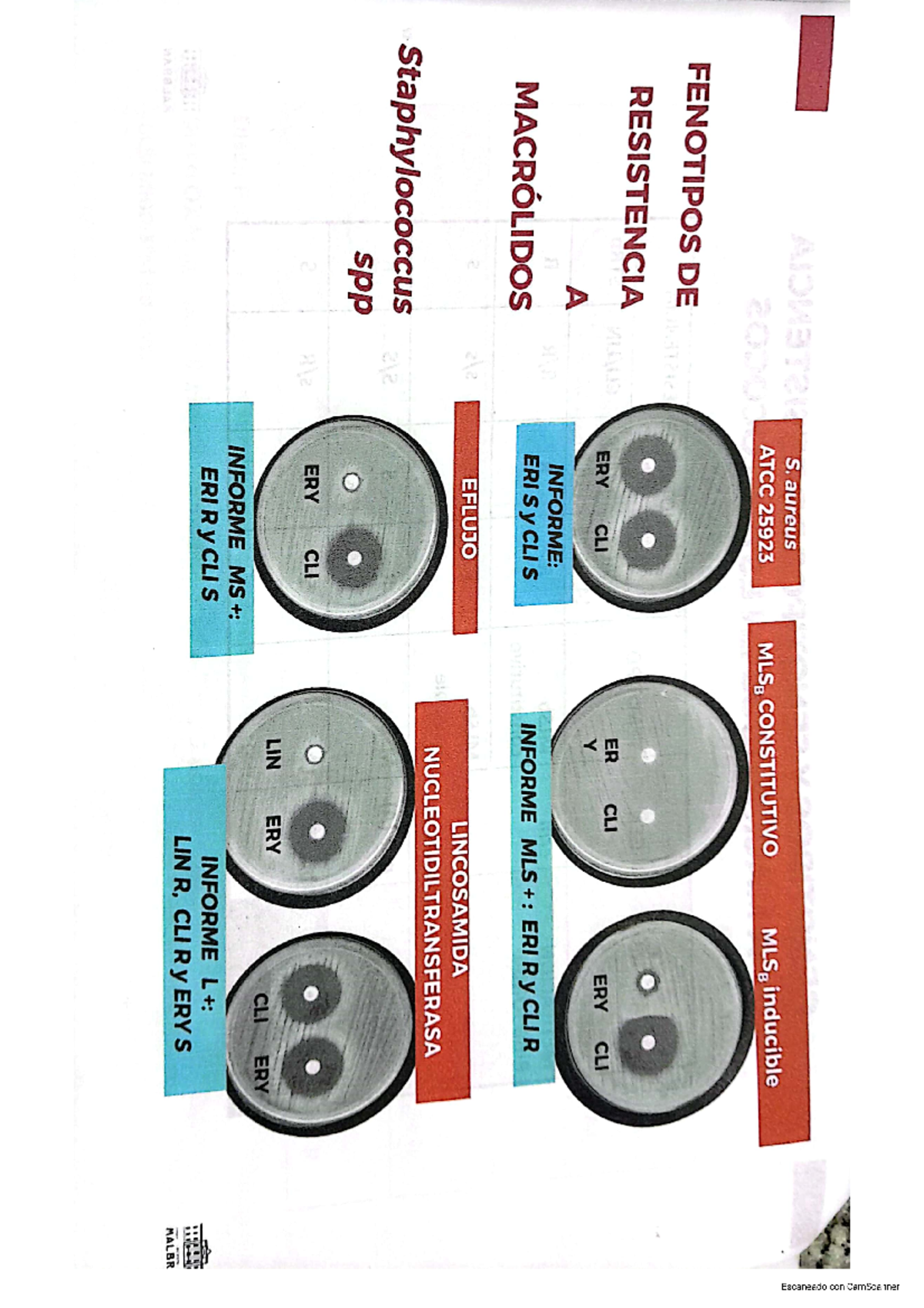ANTIBIOGRAMA IMAGENES - Microbiología - S. aureus ATCC 25923 MLSB ...