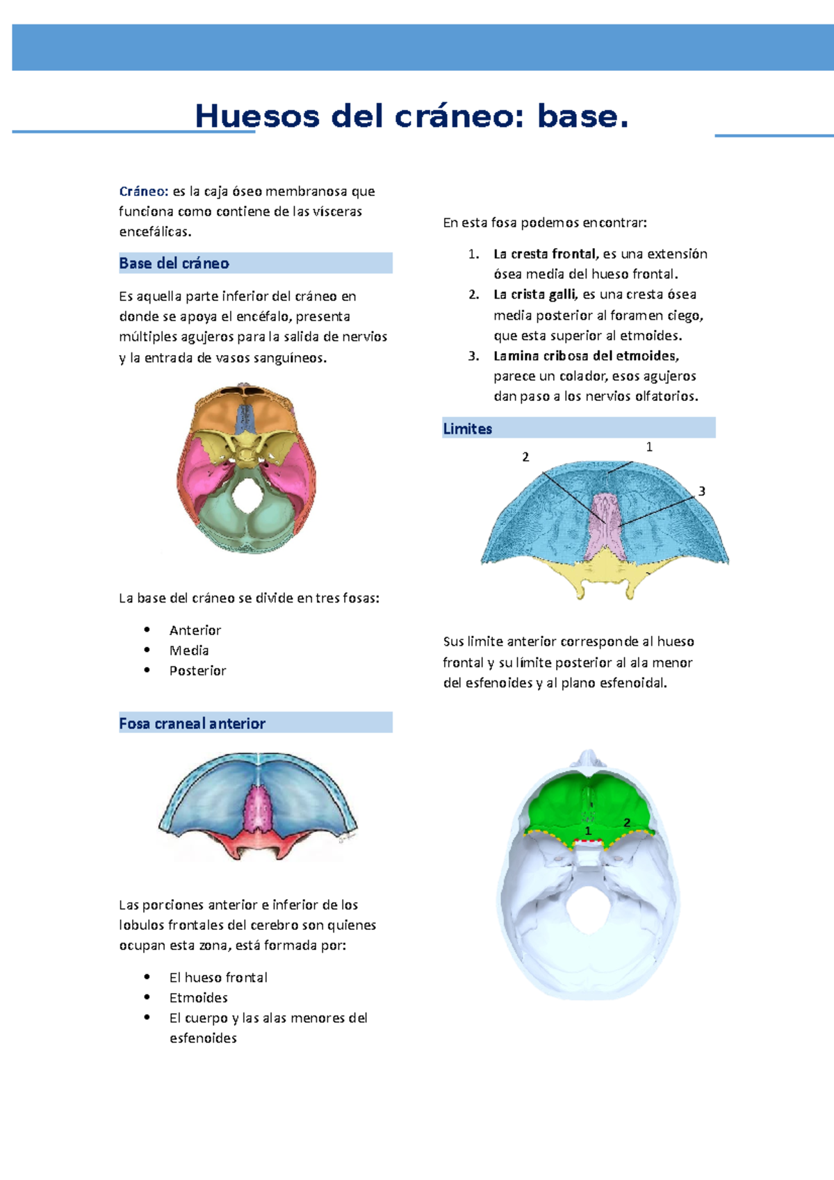 Huesos del craneo - Huesos del cráneo: base. Cráneo: es la caja óseo ...