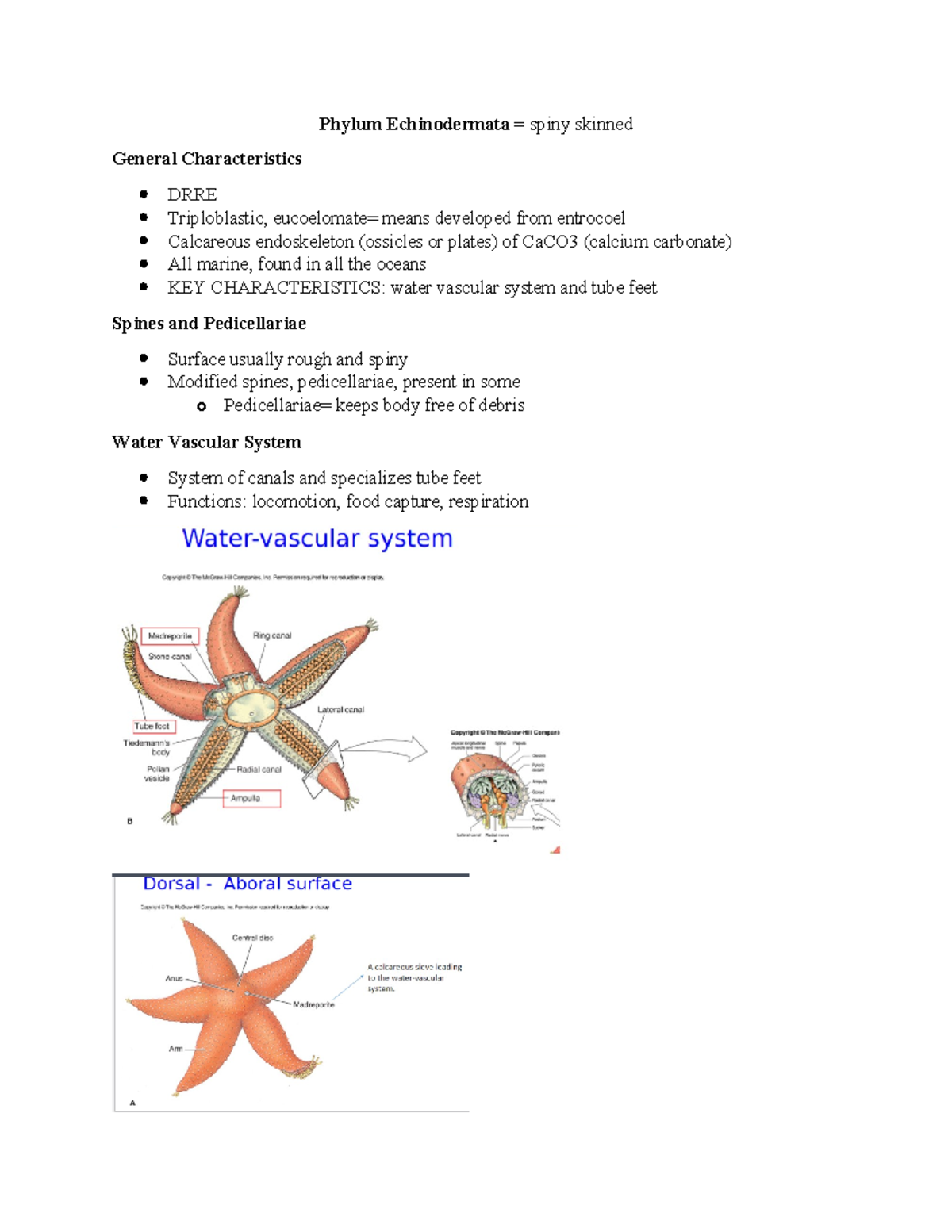 Zoology - Phylum Echinodermata = spiny skinned General Characteristics ...