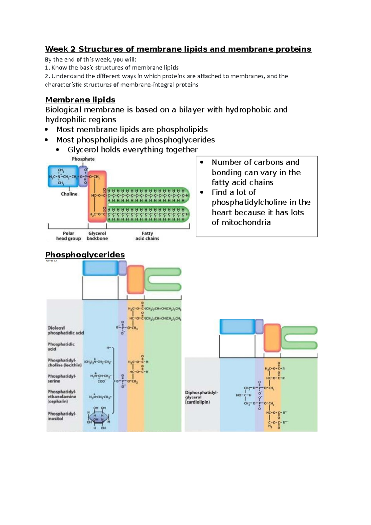 Week 2 Structures of membrane lipids and membrane proteins - GPI anchor ...