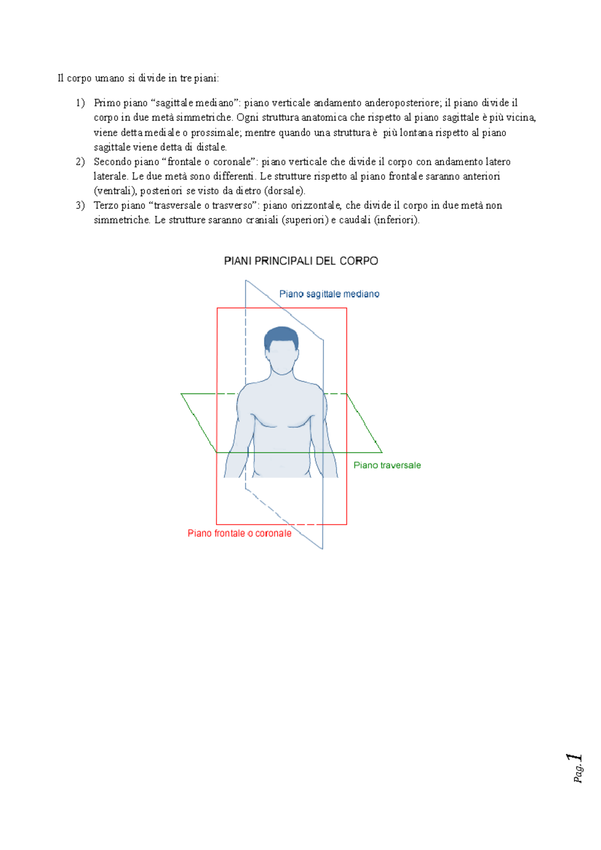 Appunti - Anatomia umana - Pag. 1 Il corpo umano si divide in tre piani ...