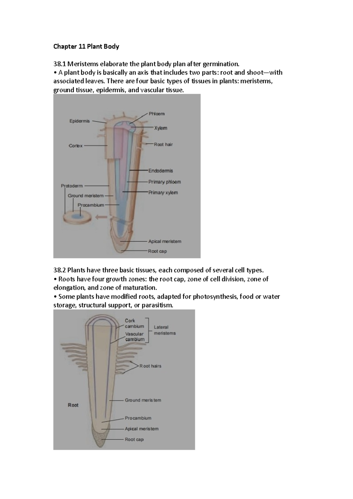 BIOL 30 Summary Ch11 - Chapter 11 Plant Body 38 Meristems elaborate the ...