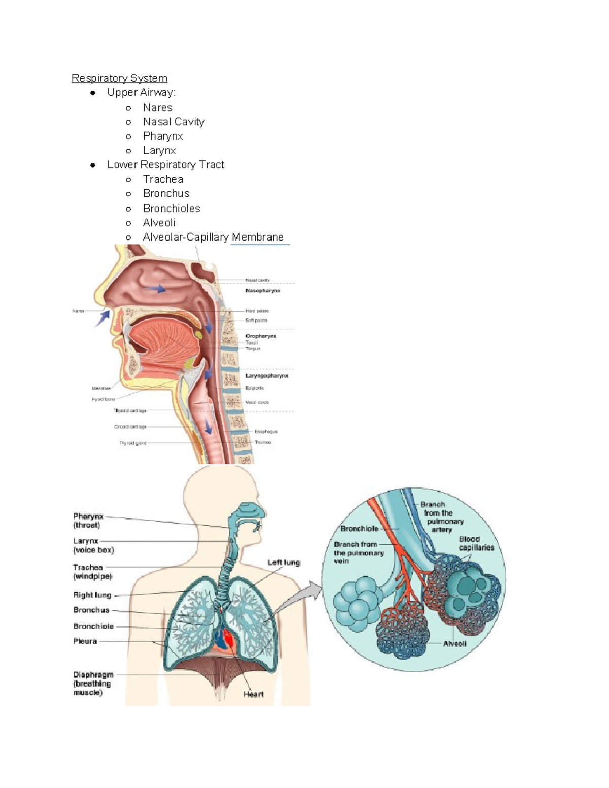 Pharm Module 4 - Respiratory System Upper Airway: Nares Nasal Cavity ...