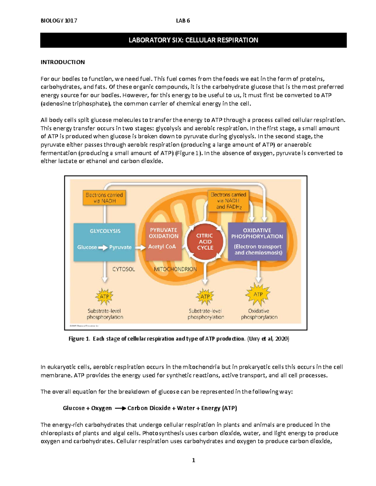 Biol 1017 - Lab 6 - Cellular Respiration - D2L - W2024 - INTRODUCTION ...