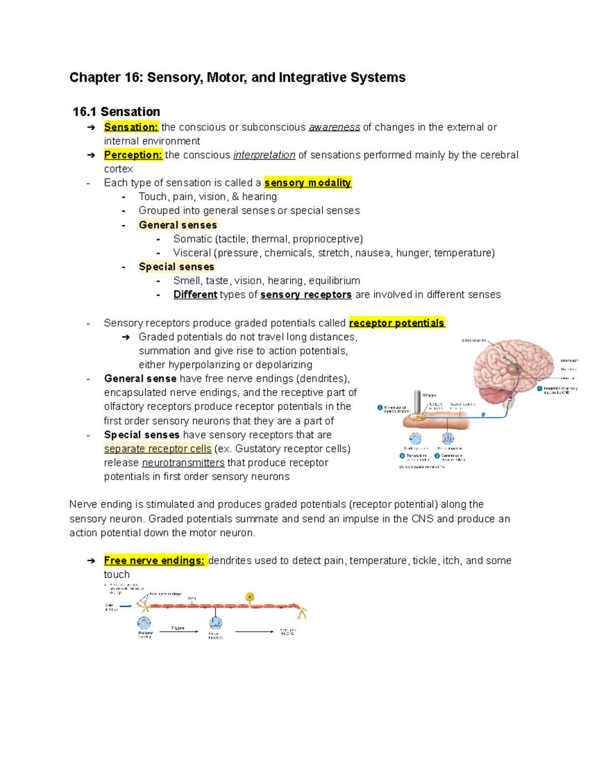 Chapter 16- Sensory, Motor, and Integrative System - Gustatory receptor ...