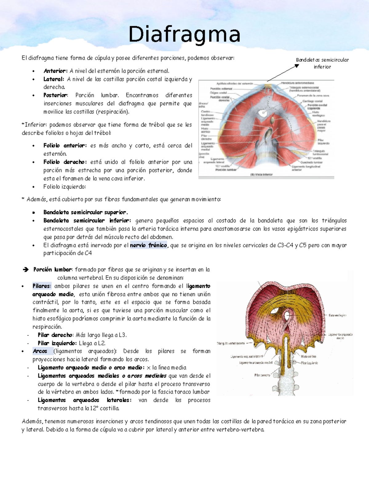 C5 Diafragma - Diafragma El diafragma tiene forma de cúpula y posee ...