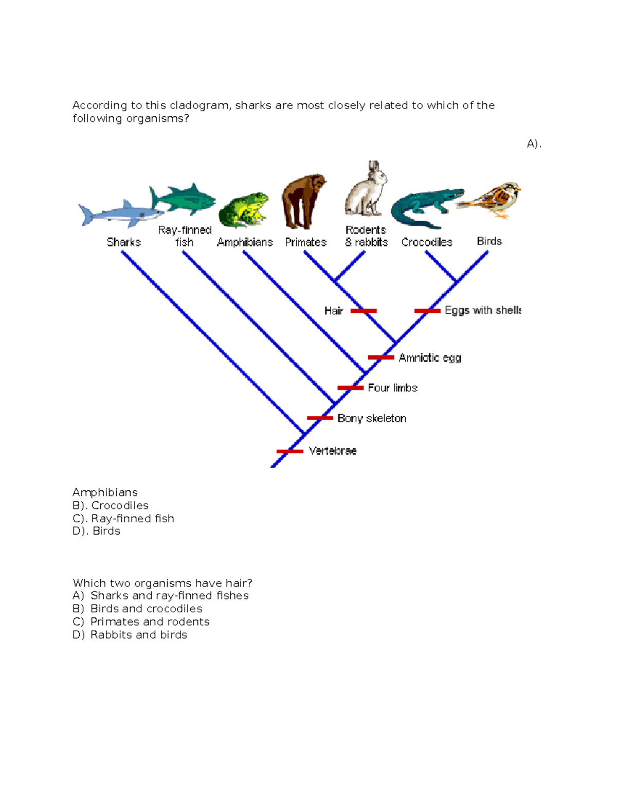 Practice Phylogenetic Tree Questions WORD - According to this cladogram ...