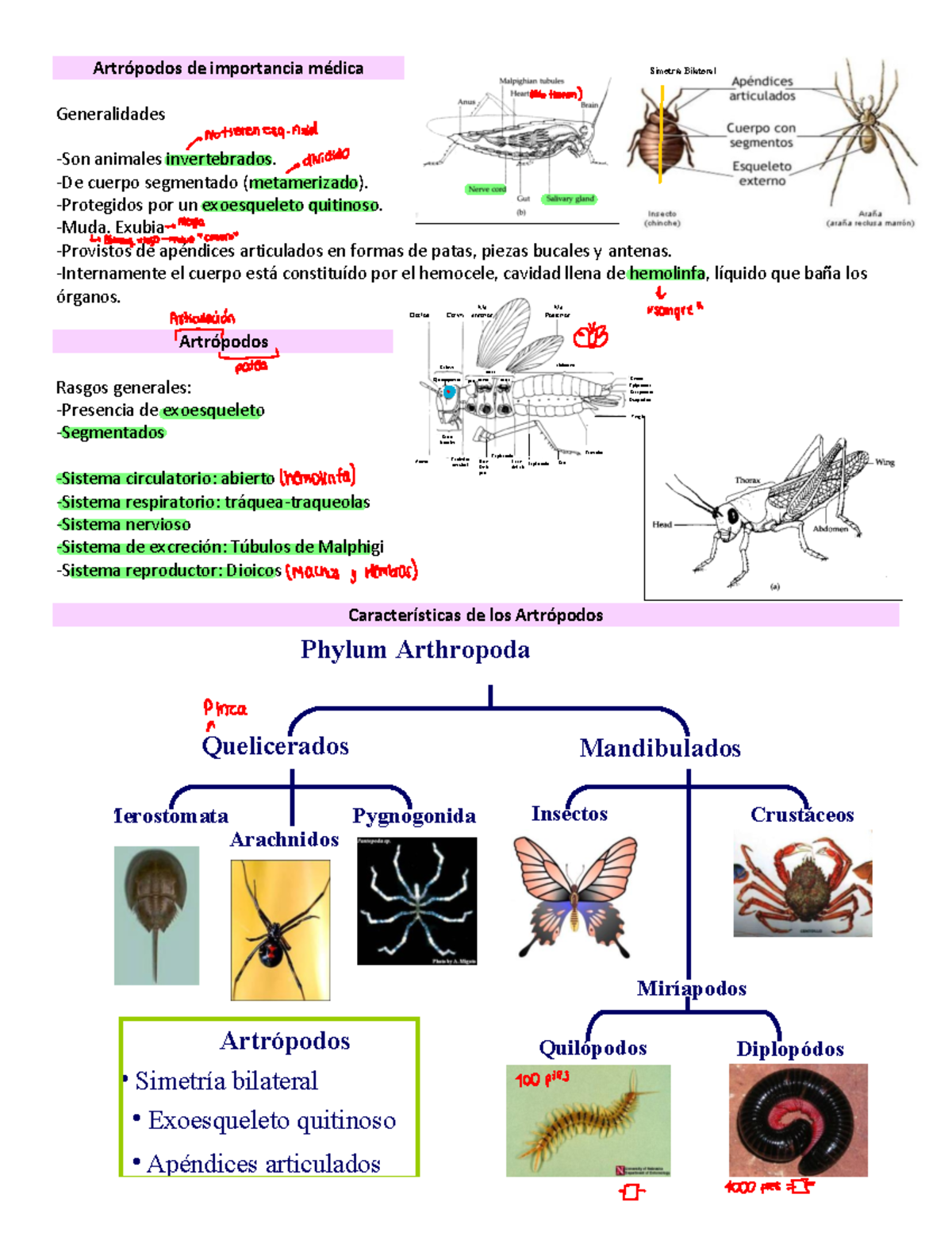 2 Resumen Artrópodos de importancia médica 2 - Artrópodos de ...