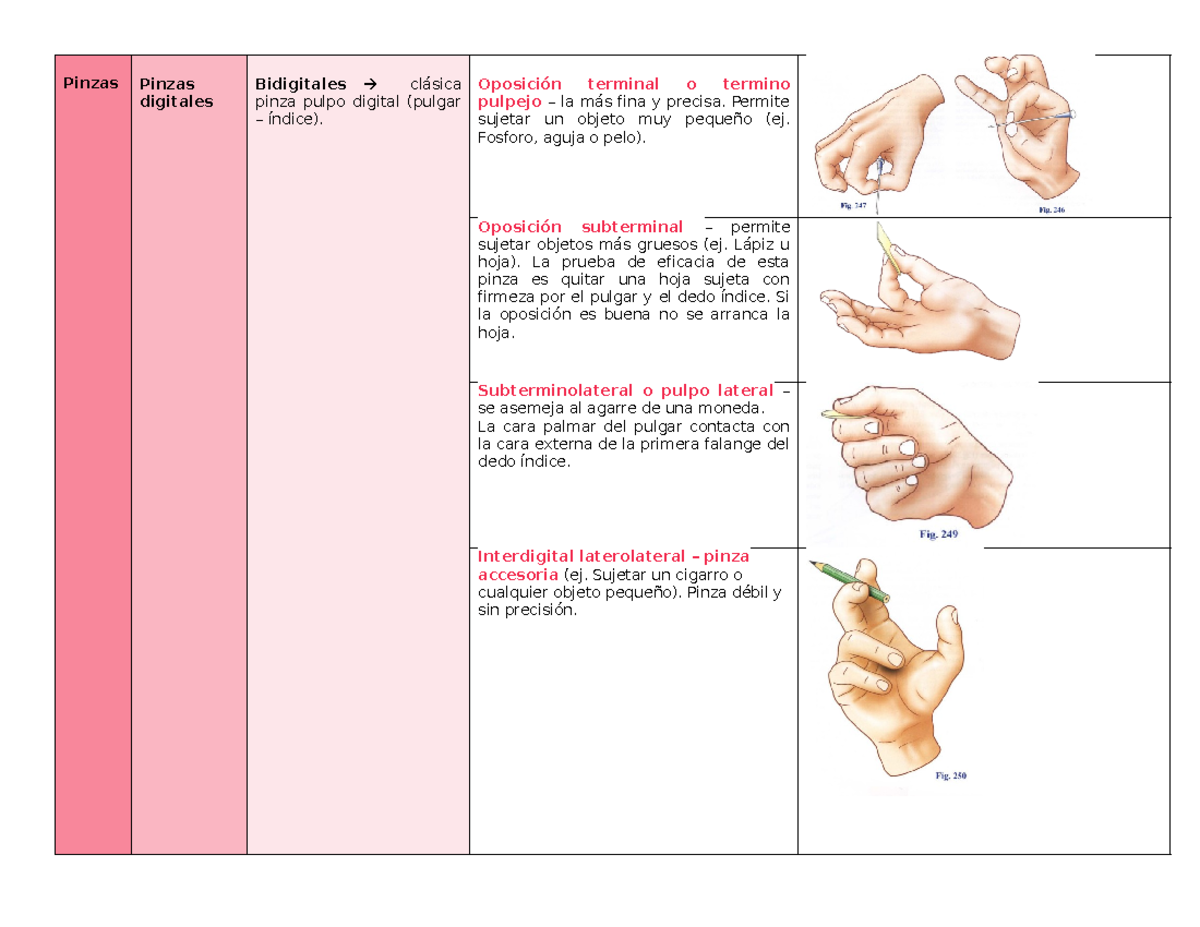 Tipos de prehensiones - Pinzas Pinzas digitales Bidigitales clásica ...