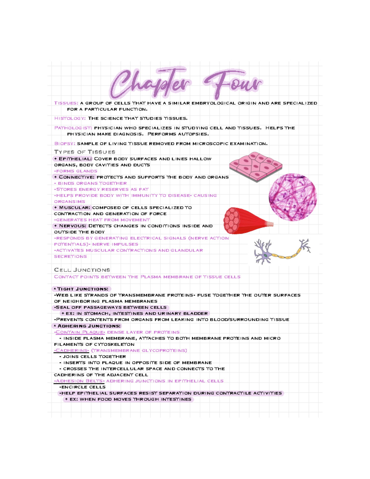 Phyl 141 CH 4 - Tissue - Chapter Four Types of Tissues Epithelial ...