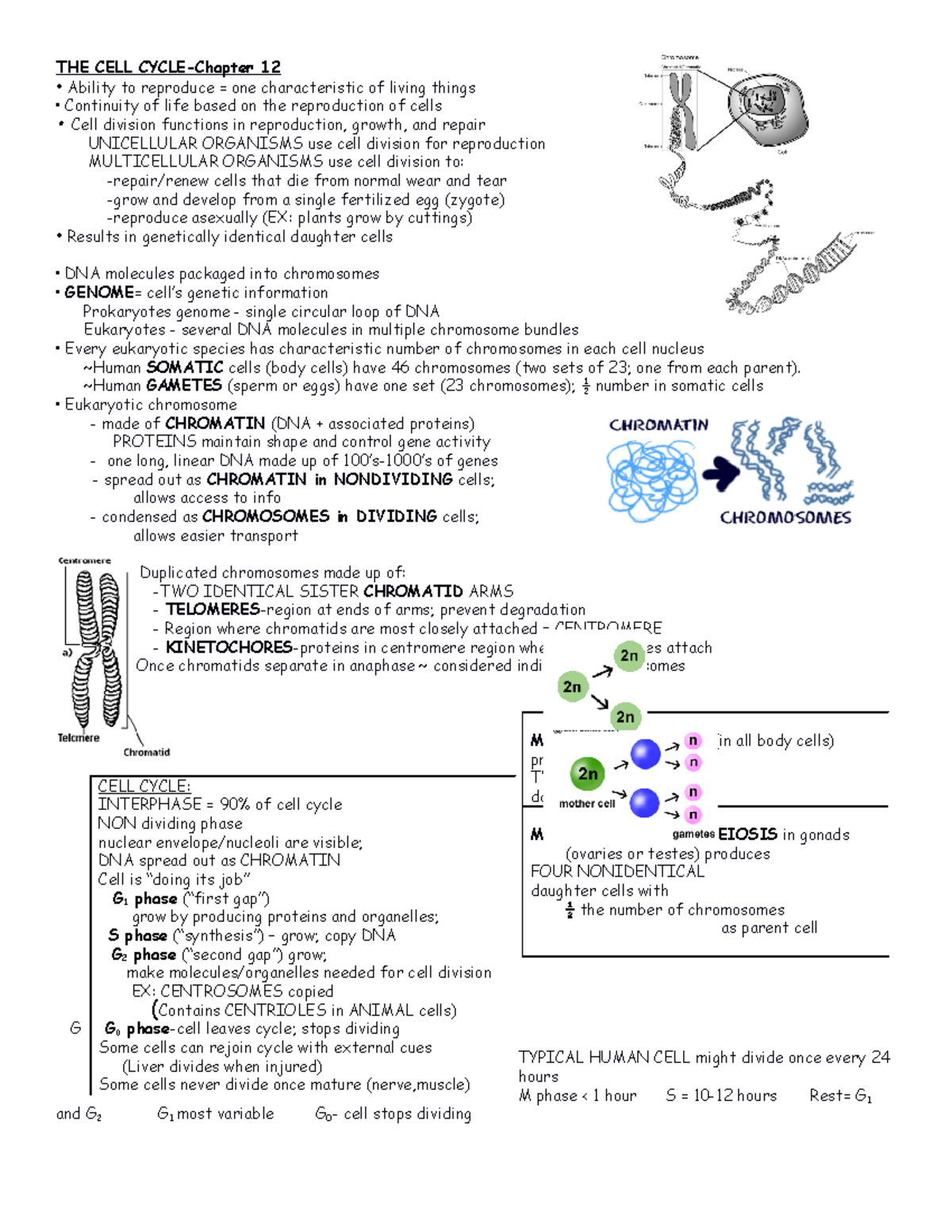 Mitosis-notes-kelly - Mitosis-notes-kelly - THE CELL CYCLE-Chapter 12 ...