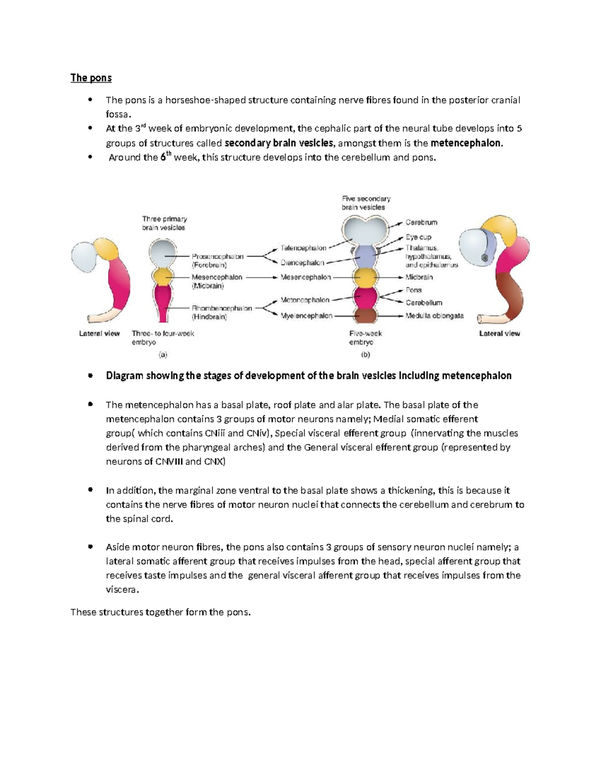 The pons embryology 3 - For group presentation - The pons The pons is a ...