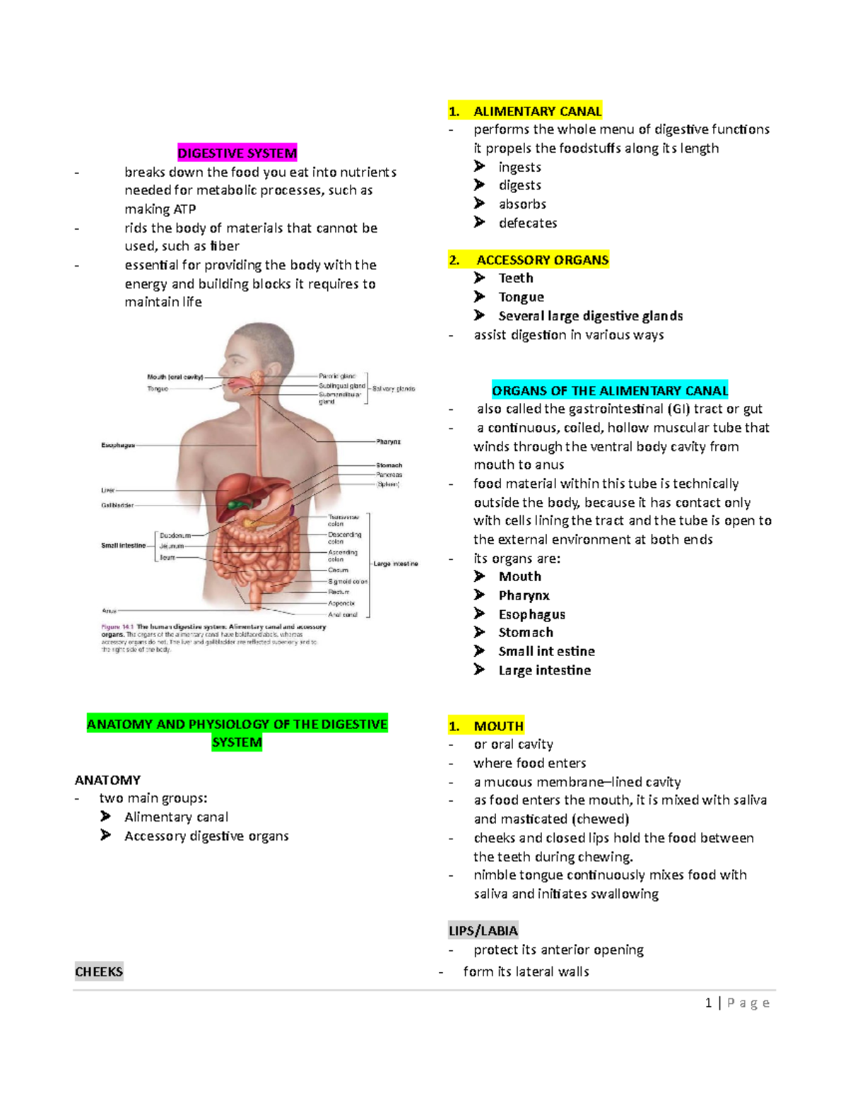 17. Digestive System - DIGESTIVE SYSTEM - breaks down the food you eat ...