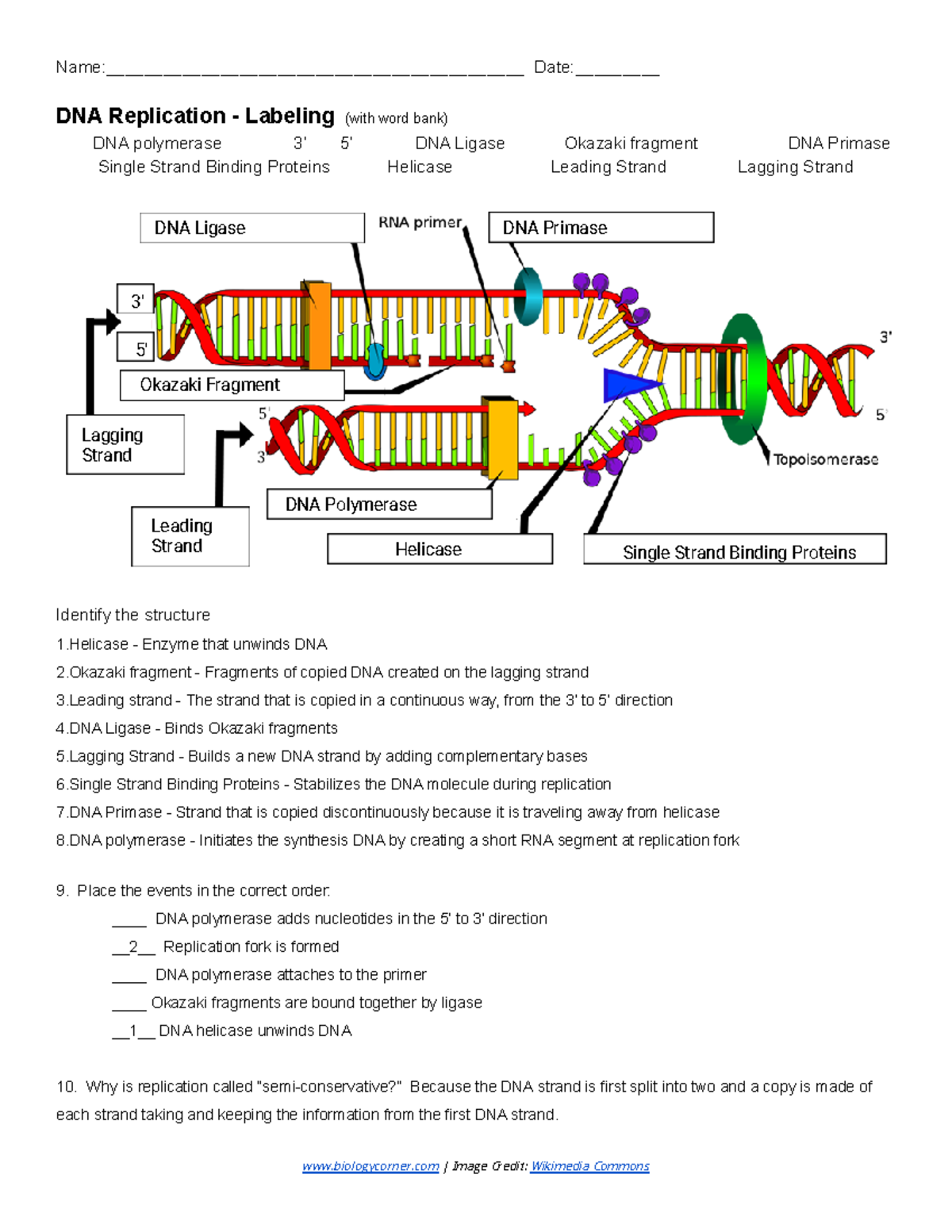 Copy of DNA Replication - Labeling - Name ...