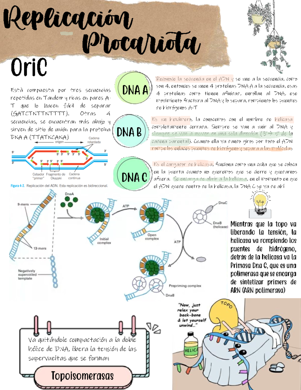 Parte 2 - Replicación Procariota Reconoce la secuencia en el ADN y se ...