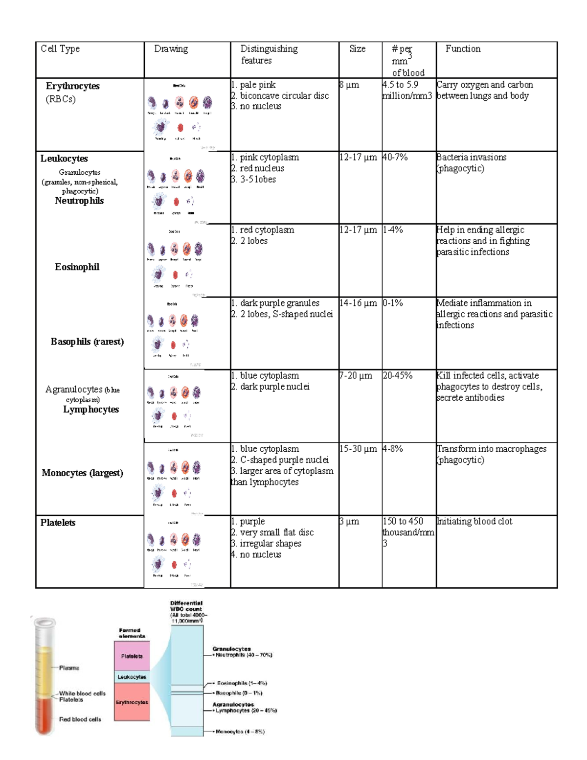 Lab 7 Chart-Blood - Lecture notes 7 - Cell Type Drawing Distinguishing ...