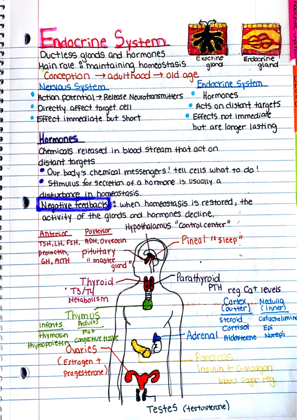 Endocrine System Notes - BIOL 2402 - Studocu